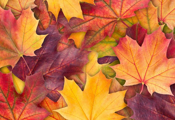Fall Leaf Residential fall-leaf-residential